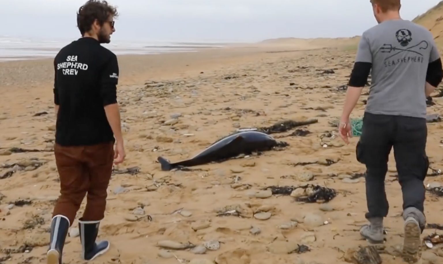 Retour sur l’opération Dolphin By Catch menée par Sea Shepherd ...