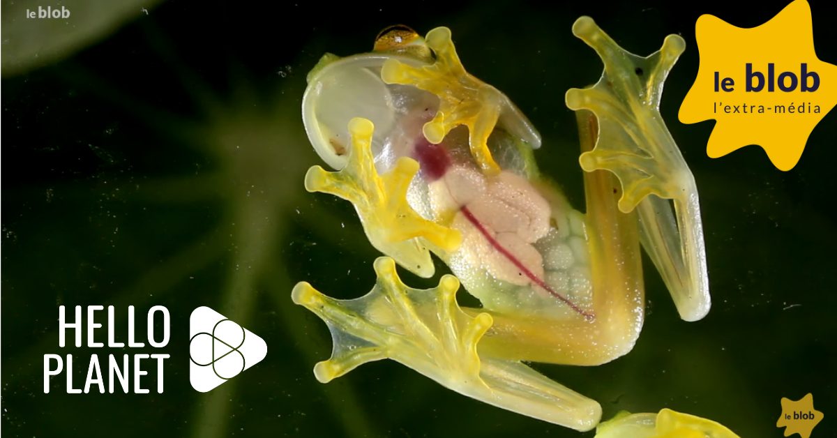 Pour devenir transparente, la grenouille de verre cache son sang dans ...